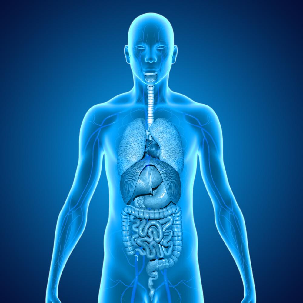 Major Organs (ORG) – Ergopathics Canada