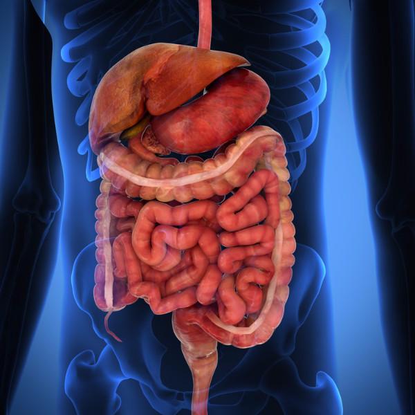 Bacteria - Normal Intestinal (BAG) – Ergopathics Canada